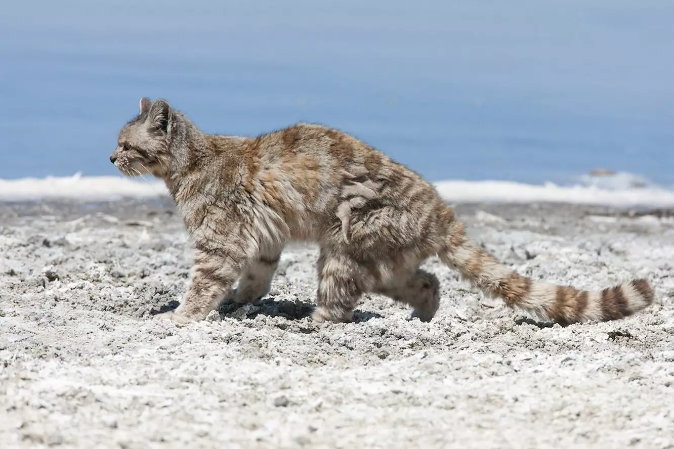 cat andean