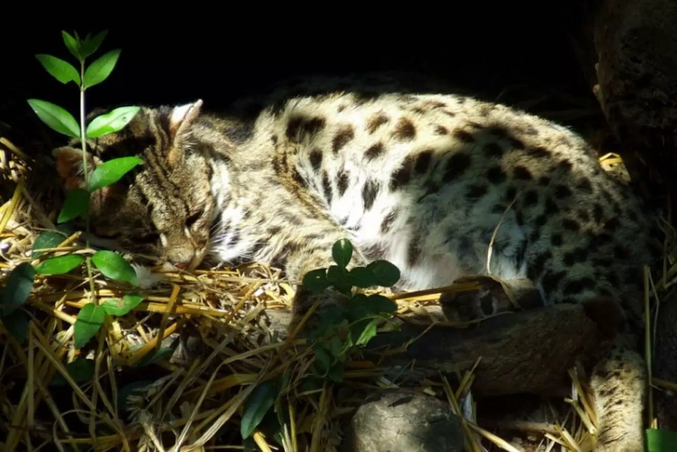 Kodkod of Chileense kat