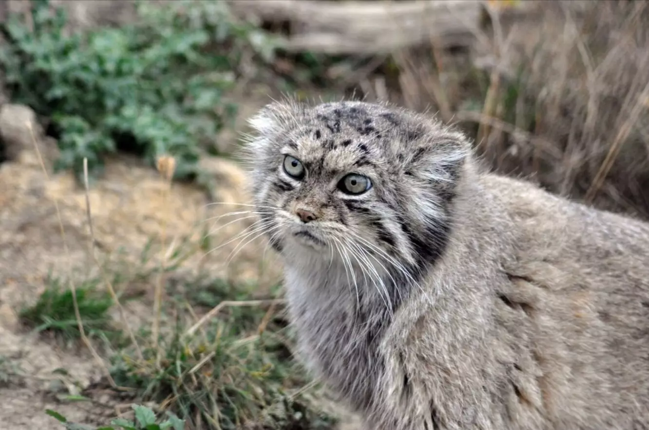 Manul