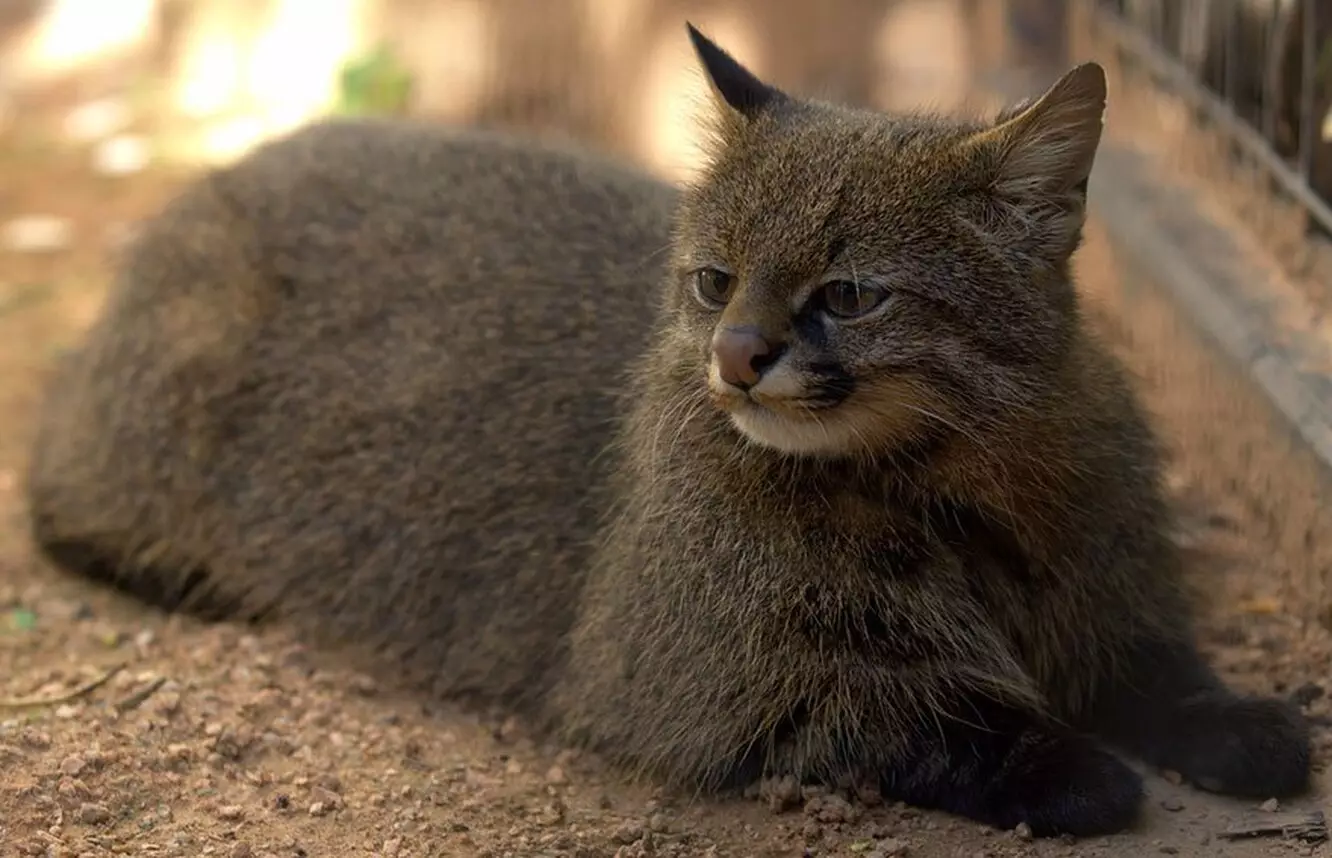 pampas cat