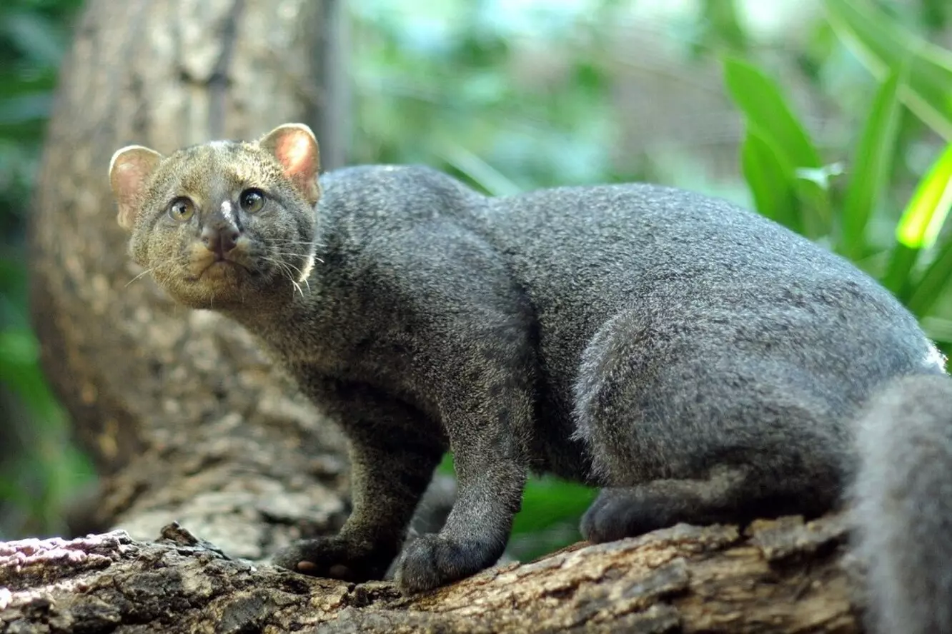 Jaguarundi