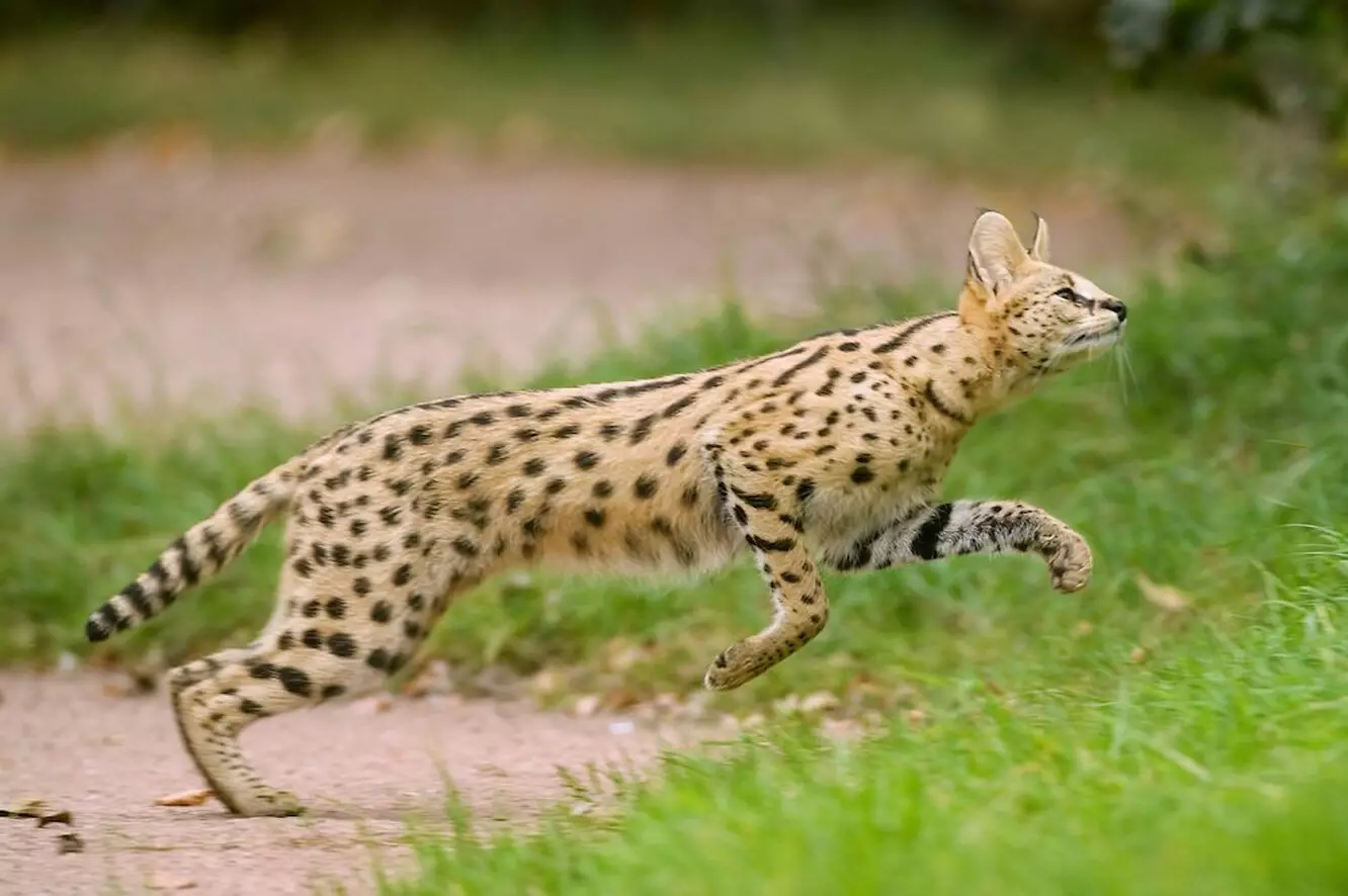 Serval