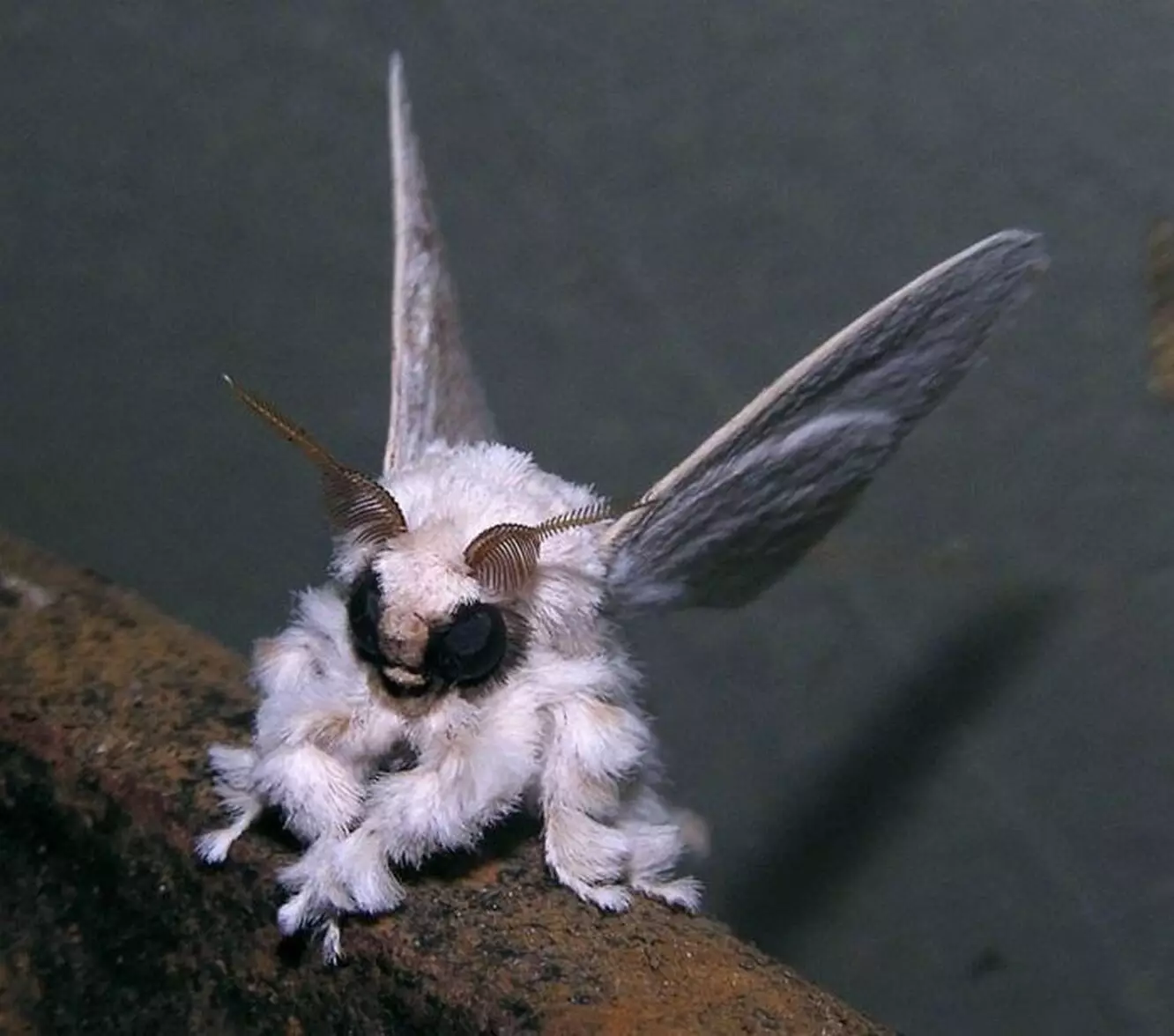 Ce papillon avait l'air si étrange que lorsque sa photo est apparue sur Internet en 2009, on l'a qualifié de faux. Cependant, la photo était réelle, prise par le zoologiste Arthur Anker, bien que l'espèce du papillon n'ait pas encore été déterminée.