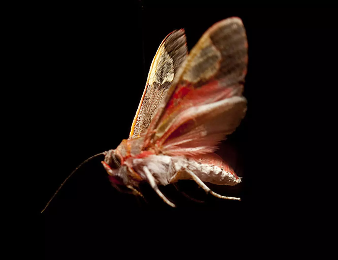 Nachtschmetterlinge sind eine beliebte Delikatesse von Fledermäusen. Diesen rücksichtslosen Jägern mit persönlichem Sonar kann man kaum entkommen, es sei denn, Sie entwickeln Ihre eigenen Schallwaffen. Genau das haben drei Schmetterlingsarten aus der Familie der Bären getan – mit Hilfe ihrer Genitalien machen sie Klicks, die die Signale von Fledermäusen unterbrechen und sie vorübergehend „blenden“.