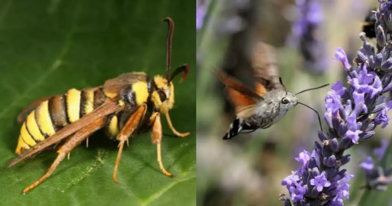 Certains papillons ont développé la capacité d'imiter à une telle perfection qu'ils sont tout simplement impossibles à reconnaître. Par exemple, le "papillon frelon" Sesia apiformis, qui est aussi une grande vitrine en verre de peuplier, ressemble exactement à une énorme guêpe. Un autre exemple est la langue commune, très semblable à un colibri.