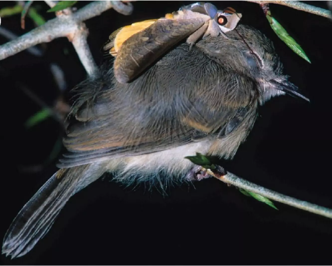 Viele Nachtschmetterlinge ernähren sich lieber nicht von Nektar, sondern von den Tränen großer Säugetiere - Hirsche, Krokodile, Elefanten. Manche trinken sogar Blut. Madagaskar-Schmetterlinge Hemiceratoides hieroglyphica trinken mit einem speziellen Rüssel mit harpunenartiger Spitze die Tränenflüssigkeit schlafender Vögel.