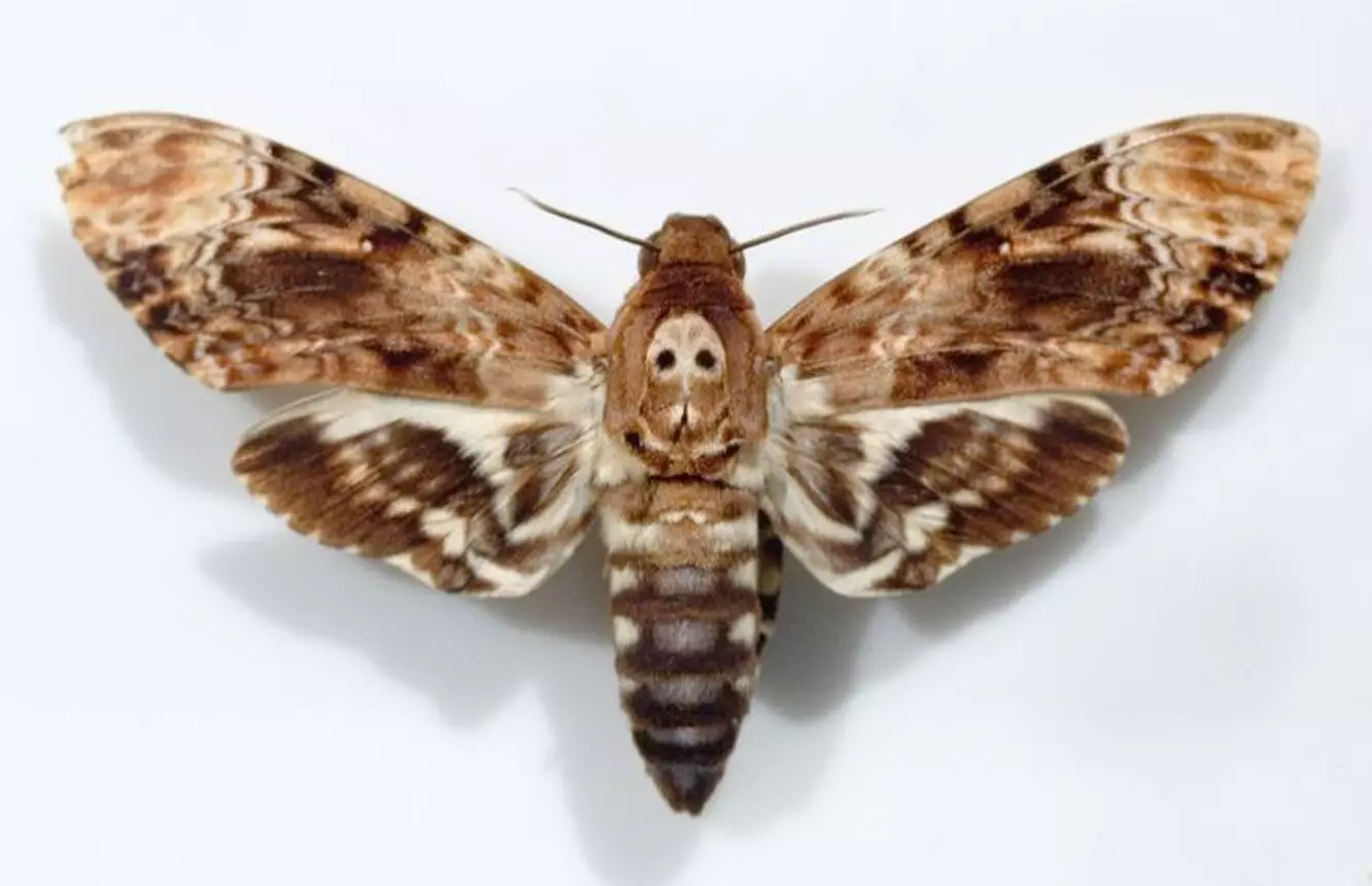 Butterfly "Dead Head", que beaucoup de gens connaissent du film "Silence of the Lambs", aime le miel. Et elle l'obtient directement des ruches - trompant les gardes à l'aide d'un cri désorientant, et les abeilles ouvrières - à l'aide d'un camouflage chimique avancé. De plus, l'immunité au venin d'abeille lui permet de résister à de nombreuses piqûres.