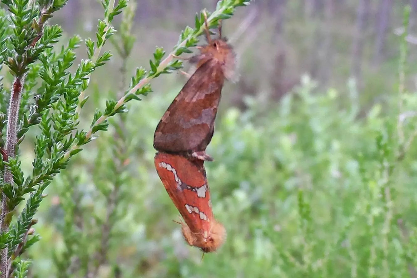 Le papillon de la bruyère est célèbre pour son étrange rituel de reproduction. Les mâles se rassemblent en un groupe appelé "lek" et dégagent une odeur d'ananas frais, attirant les femelles. Lors de l'accouplement, les couples se figent dans des poses bizarres, aux prises avec leurs organes génitaux, et restent absolument immobiles pour ne pas attirer l'attention des prédateurs.