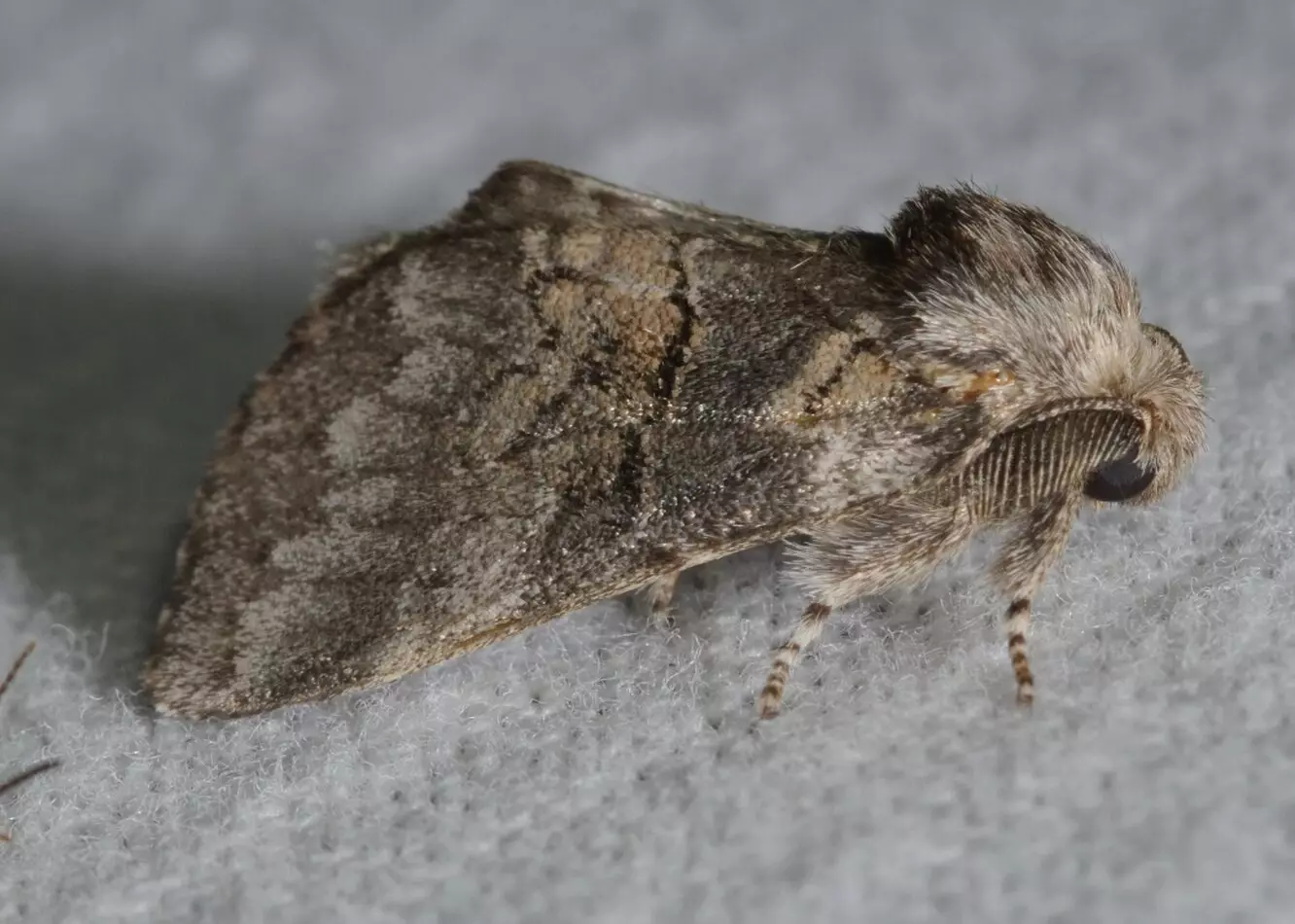 Schmetterling Gluphisia septentrionis aus der Gattung Corydalis braucht dringend Soda. Aber die Art und Weise, wie sie es bekommt, ist geradezu verrückt. Der Schmetterling nimmt gierig Wasser auf, spritzt es mit einem Jetstream aus dem Rücken des Körpers und absorbiert nur das darin enthaltene Soda. Dieser Prozess dauert mehrere Stunden, und während dieser Zeit werden Liter Wasser durch ein kleines Insekt „destilliert“.