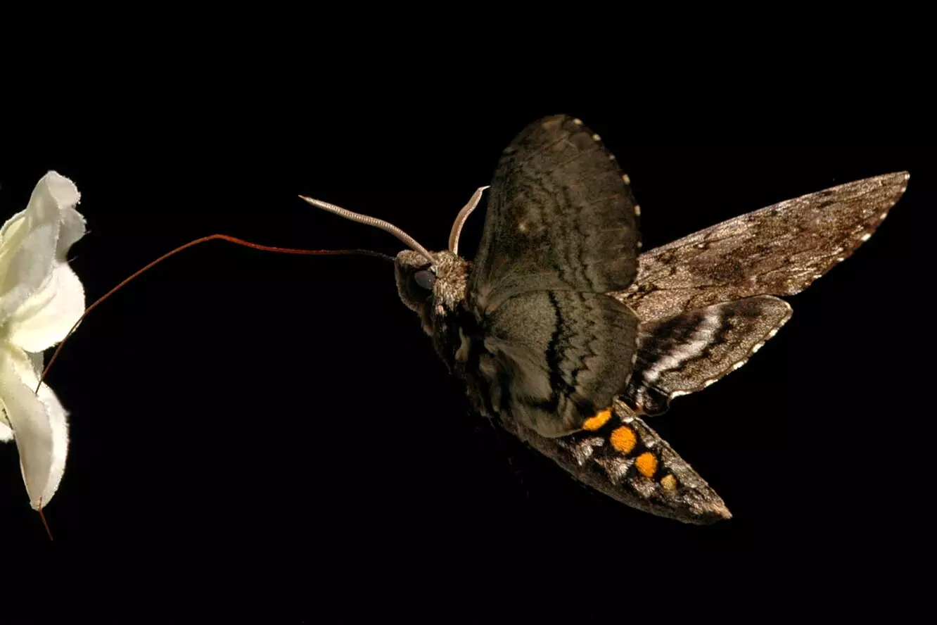 Obtenir le nectar d'une fleur à la volée est une tâche très difficile. Le sphinx du tabac contrôle ce processus en ralentissant délibérément... son propre cerveau. Elle réduit donc considérablement sa réaction, mais elle voit mieux en basse lumière et suit la position de la fleur.