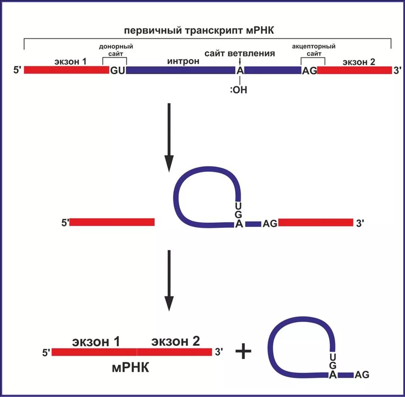 Splicing - proces usuwania intronu z informacyjnego RNA