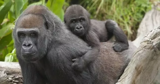 Magonjwa hatari ambayo huua aina nzima