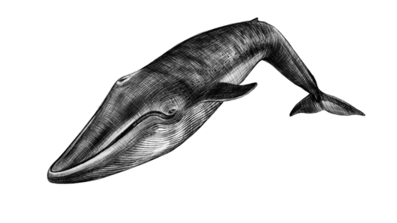 Whale 52 Hz bụ aha mgbagwoju anya nke whale amaghị ama nke egwu ya na-eso n'akụkụ dị iche iche nke oke osimiri kemgbe 1980s. Whale na-abụ abụ na ugboro nke 52 Hz, dị elu karịa nke whale blue (15-20 Hz) ma ọ bụ fin whale (20 Hz). A ka amabeghị ụdị whale na-eme ụda n'oge dị otú ahụ, ma otu ihe doro anya - ọ bụ ihe pụrụ iche na njirimara ya na ya mere naanị ya. Anụghị anụ whale ndị ọzọ.