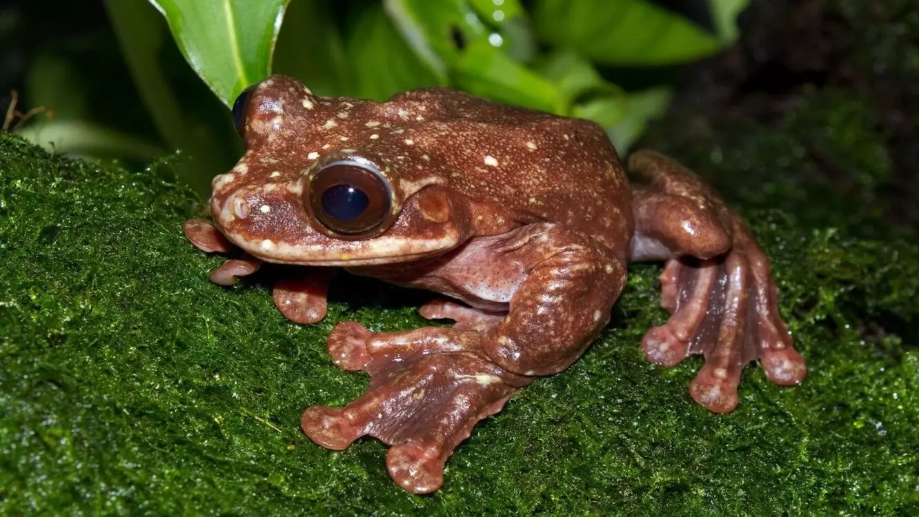 Otu osisi frog siri ike, Ecnomiohyla rabborum, onye bi na Ogige Botanical Atlanta, na-eme nke ọma ... maka nke ikpeazụ nke ụdị ya. Ọnụ ọgụgụ nke obere frogs osisi adịlarị ntakịrị, mgbe ọrịa fungal dị egwu, ọ kwụsịrị kpamkpam. Ahụrụ ha ikpeazụ n'ime ọhịa afọ iri gara aga, yabụ Stout ka bụ naanị ihe atụ dị ndụ.