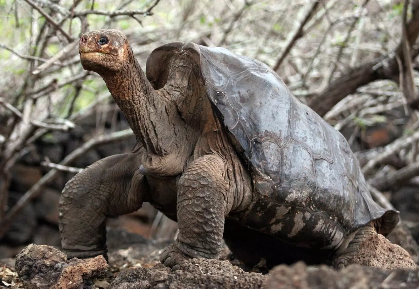 Lonely George är den sista av Abingdon-elefantsköldpaddorna, en underart av Galapagos-sköldpaddorna. Zoologer har försökt få avkomma från honom i decennier, men utan resultat. Lonely George gick bort 2012, vilket avslutade existensen av hans underart.