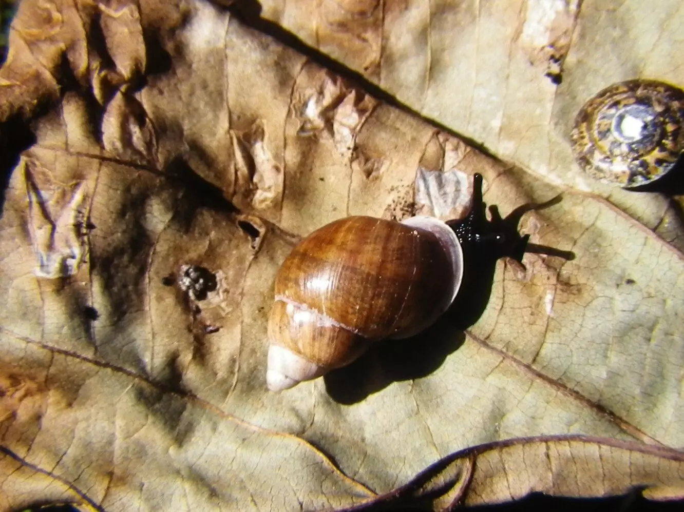 Tropyske slakken fan 'e soarte Partula faba, dy't op twa eilannen fan Frânsk-Polyneezje libbe, stiene stadich mar ûnûntkomber út. Harren kânsen op oerlibjen waarden op gjin inkelde manier ferbettere troch de gewoante om har eigen soart geregeld te iten. Yn 1991 besochten se de slakken te rêden troch de iennichste bekende koloanje nei de bistetún te ferpleatsen, mar úteinlik stoaren alle yndividuen. De lêste stoar yn folsleine iensumens yn 2016.