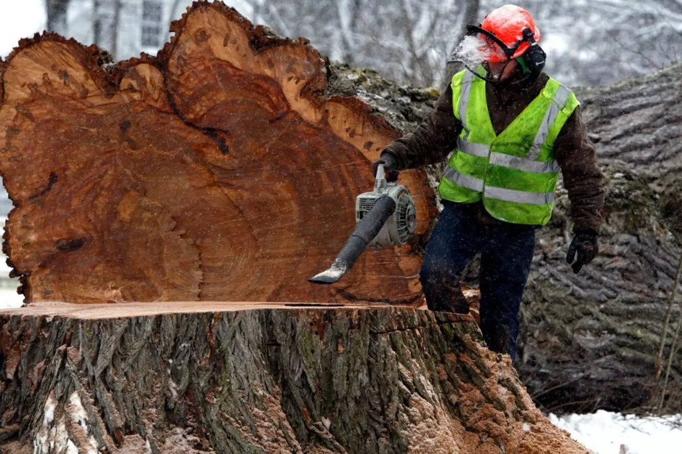 Dennenboom genaamd Prometheus, een van de oudste bomen ter wereld met een leeftijd van 5.000 jaar, werd in 1964 gekapt door geograaf Donald Curry. Hij bestudeerde klimaatveranderingen tijdens de Kleine IJstijd en deed dendroklimatologie. Prometheus werd vrij officieel gekapt, met alle toestemmingen van de lokale autoriteiten, en pas toen was het mogelijk om zijn ware leeftijd vast te stellen.