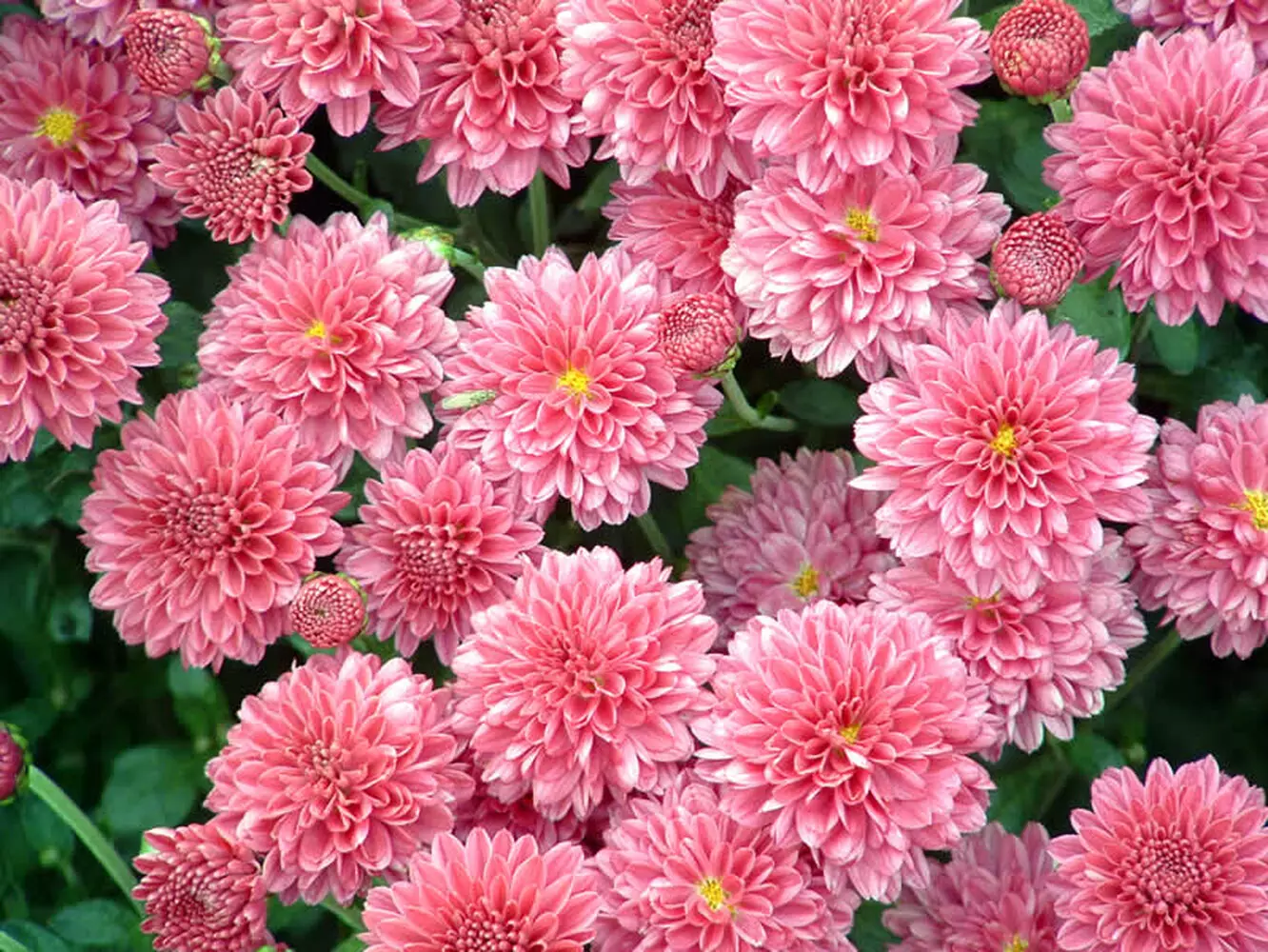 Chrysanthemums yog nrov heev nyob rau hauv cov teb chaws Es Xias tsis yog tsuas yog cov nroj tsuag tshuaj, tab sis kuj ua zaub mov. Lawv tua, nplooj thiab buds yog siv nyob rau hauv zaub nyoos thiab khoom qab zib, noj siav thiab nyoos.