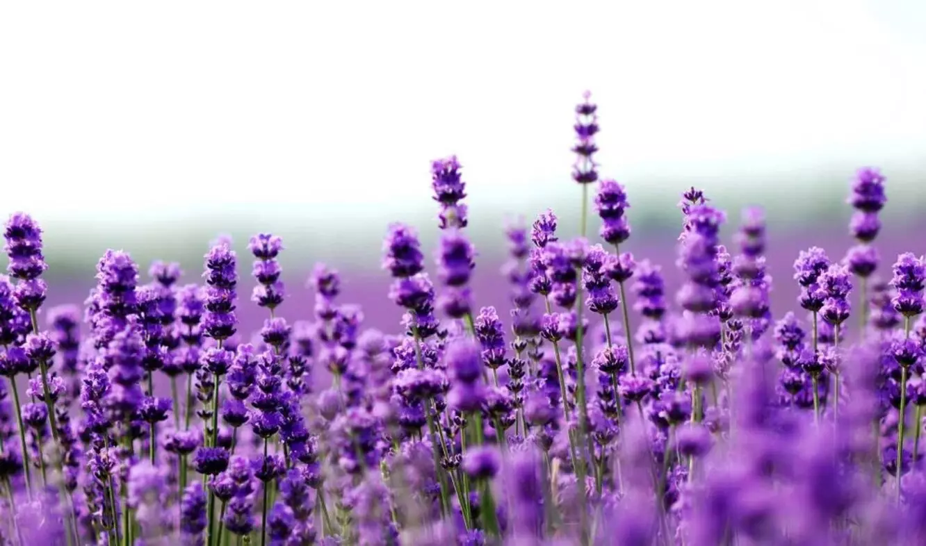 Ana amfani da foda na Lavender a cikin abinci da yawa a duniya a matsayin kayan yaji, ana yayyafa su da salads da nama kamar gishiri ko barkono. Bugu da ƙari, ana amfani da lavender a cikin samar da kayan zaki.