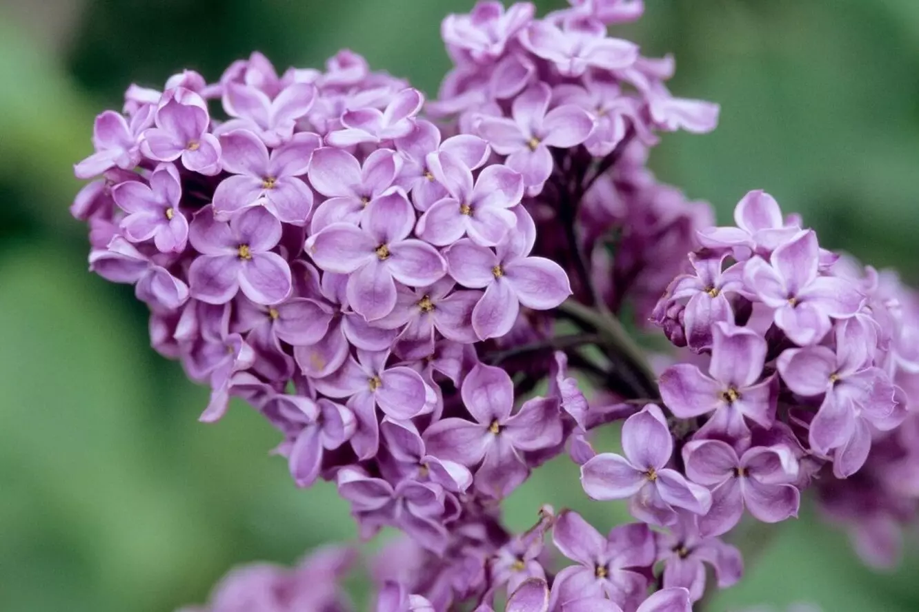 Lilac ya mwitu haipaswi kuliwa - mmea ni sumu na inaweza kusababisha indigestion. Aina fulani, hata hivyo, hutumiwa kutengeneza ice cream na syrup ya cocktail.