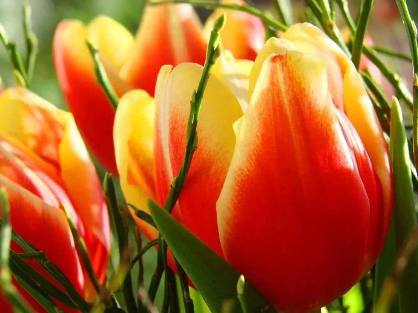 As tulipas contêm a substância tulipalina A, que protege a planta de doenças, mas ao mesmo tempo é um forte alérgeno para os seres humanos. No entanto, algumas variedades de tulipas são cultivadas especialmente para alimentação, e há pouca ou nenhuma tulipalina A nelas (ou nenhuma).