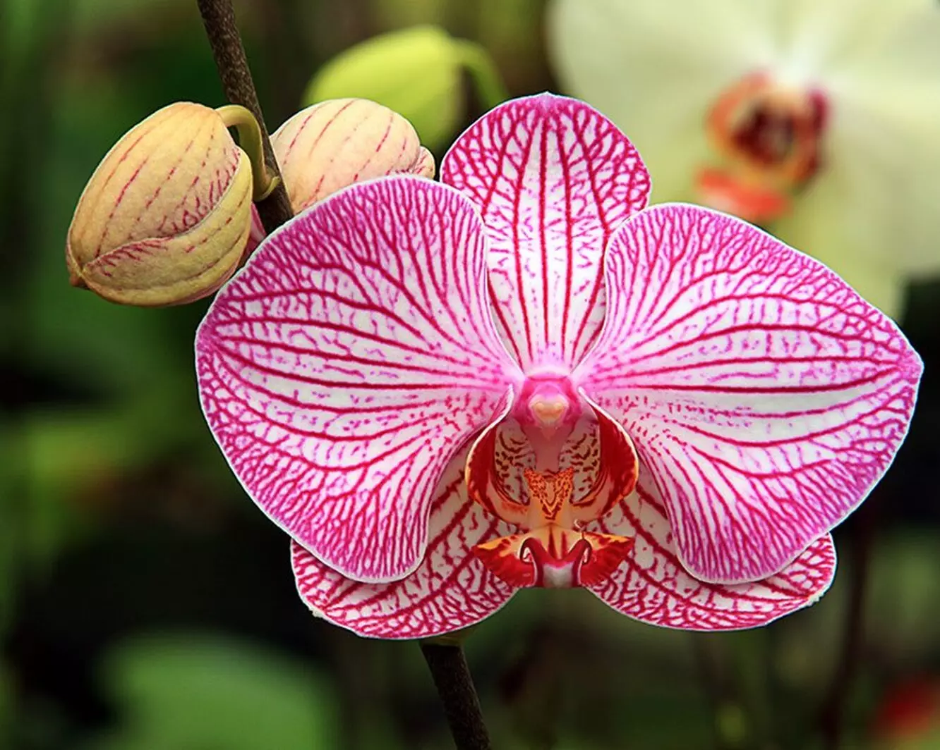 Orchids hutumiwa katika chakula mara nyingi, ingawa ni wachache wanaoshuku. Vanilla, kwa mfano, hufanywa kutoka kwa matunda ya aina kadhaa za orchids. Pia, maua ya orchid huanguka kwenye michuzi ya nyama na hutengenezwa kama chai.