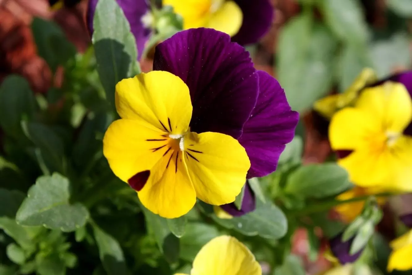 Violets ពី genus pansy សួនច្បារជួនកាលត្រូវបានគេប្រើនៅក្នុង salads បន្លែនិងផ្លែឈើ។ វីយ៉ូឡែតក្រអូបក៏សមរម្យសម្រាប់បង្អែម និងភេសជ្ជៈផងដែរ។