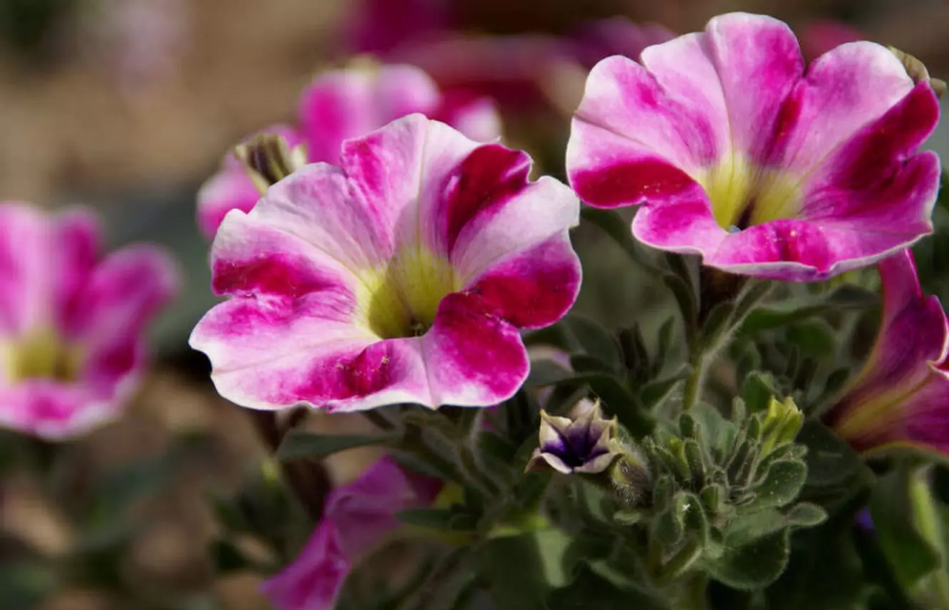 Petúnia. Não só requer pouca umidade, mas também é extremamente resistente a danos - crianças e animais de estimação podem dobrar e esmagar as hastes, mas ainda assim se endireitam. Petúnia floresce da primavera ao outono.