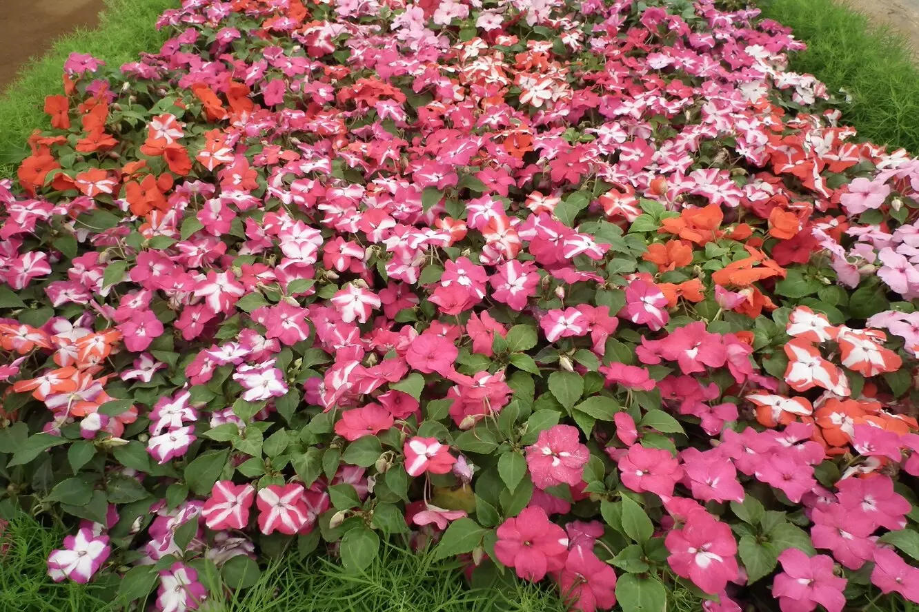 Impatiens. Til tross for navnet, en veldig lite krevende plante som vokser i hvilken som helst jord og ikke er redd for skygge. Vokst innendørs kan den blomstre nesten hele året.