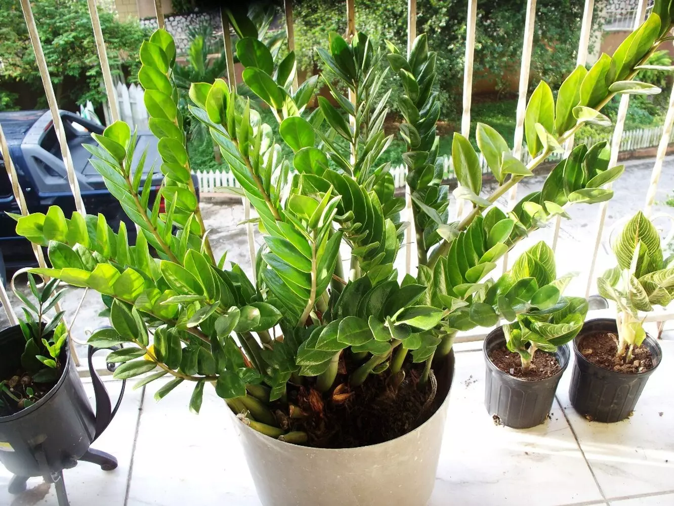 Zamioculcas. Huenda umemwona Mwafrika huyu kwenye viwanja vya ndege na maduka makubwa, ambayo ina maana kwamba anaweza kuchukua chochote. Hata hivyo, hahitaji mwanga mwingi na maji. Hasi pekee ni kupandikiza tu na kinga, juisi ya Zamioculcas ni sumu na husababisha hisia inayowaka.