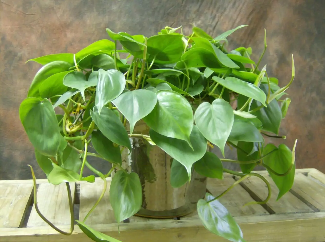 Philodendron ។ មានប្រភេទរងរាប់រយប្រភេទនៃរុក្ខជាតិនេះ មានស្លឹកទំហំ ពណ៌ និងរាងខុសៗគ្នា។ ពួកវាទាំងអស់គឺ unpretentious មើលទៅស្រស់ស្អាតនិងបន្សុតខ្យល់ពី impurities ដែលបង្កគ្រោះថ្នាក់។