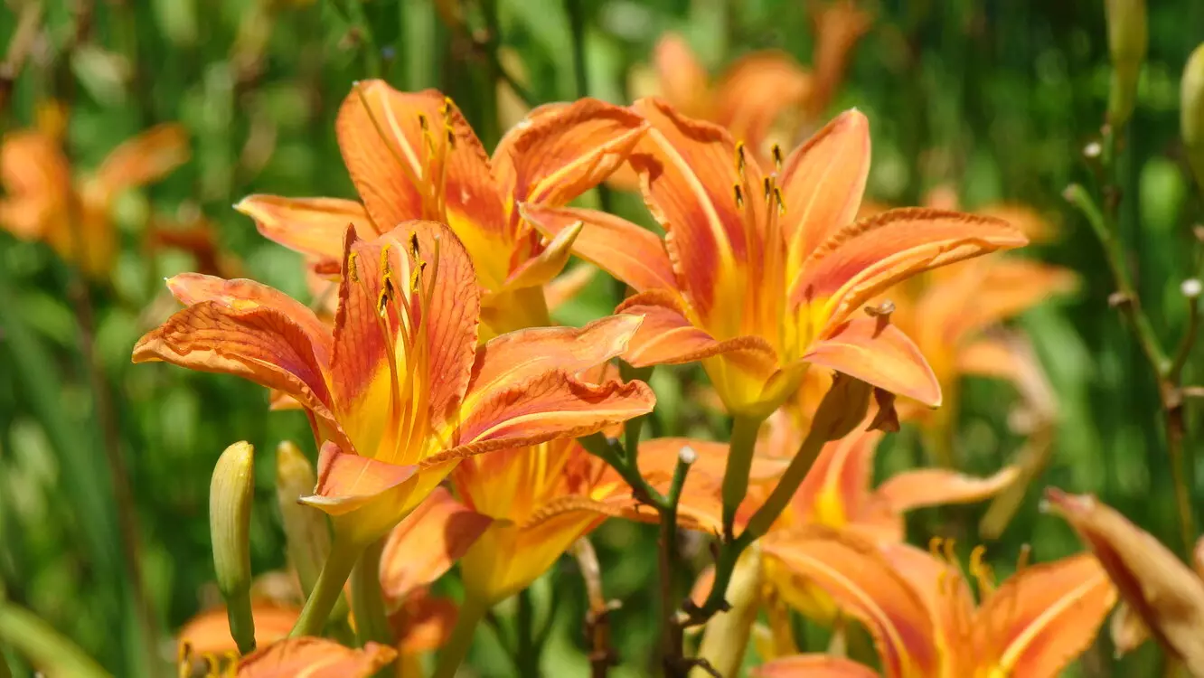 Lírio-dia. Os arbustos de lírios crescem rapidamente, criam raízes calmamente na sombra e na sombra parcial e, ao sol, dão flores grandes, brilhantes e bonitas. Que também pode ser comido. Perfeito para o apocalipse.