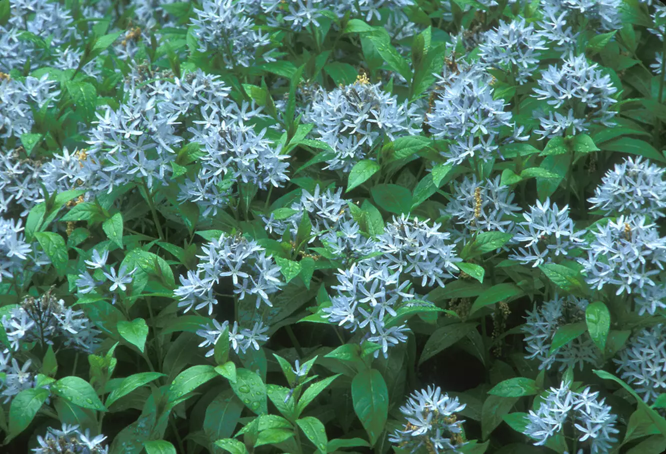 Amsonia østlige. En sjelden plante for våre breddegrader, men utrolig vakker og motstandsdyktig. Den blomstrer blått på forsommeren, lyser knallgult om høsten.