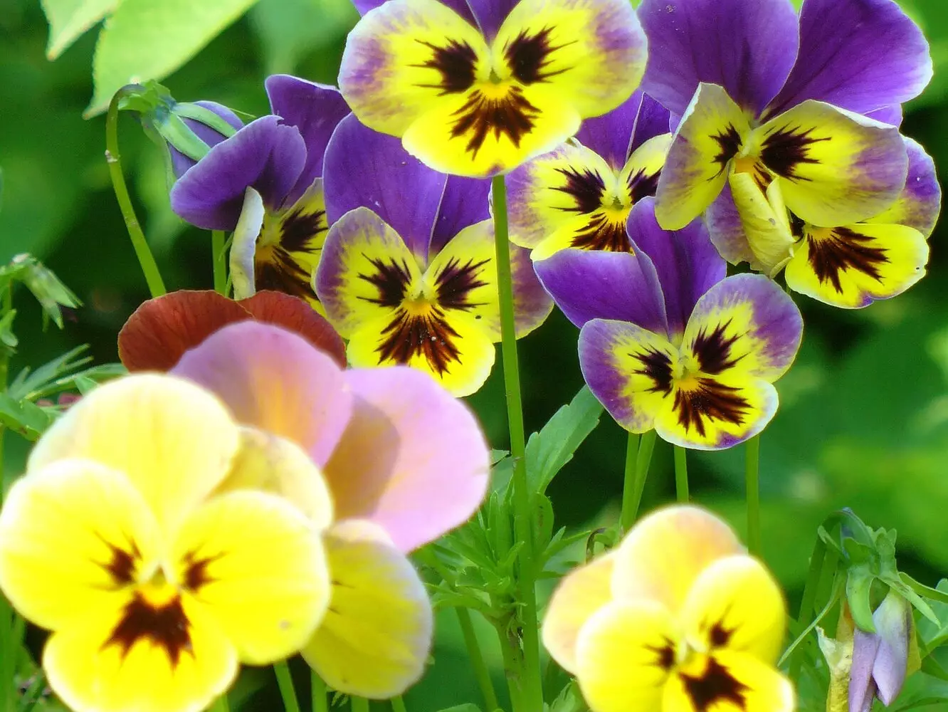 A violeta de Wittrock, ou amor-perfeito de jardim, é uma planta tão popular que em alguns lugares é até considerada uma erva daninha. Floresce todo o outono até o frio, na primavera começa a florescer quase assim que aparece debaixo da neve.