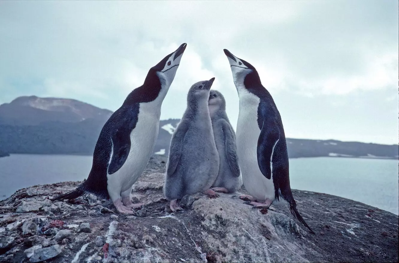 Sarang penguin di Pulau Zavodskoy ditutupi dengan abu vulkanik dan puing-puing - prospek suram bagi burung.