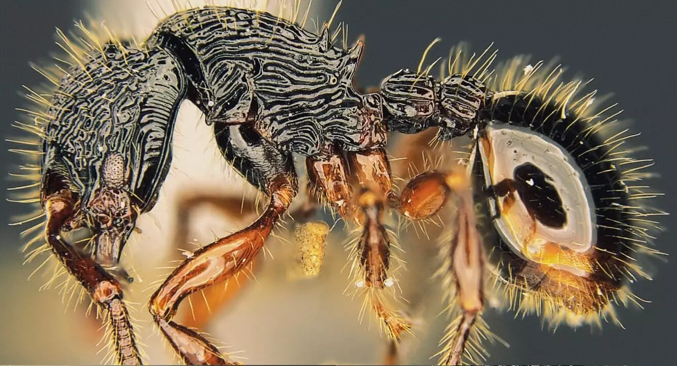 Bródúil as na seangáin áille Myrmecina magnificens de Singeapór spící órga agus patrúin carapace casta.