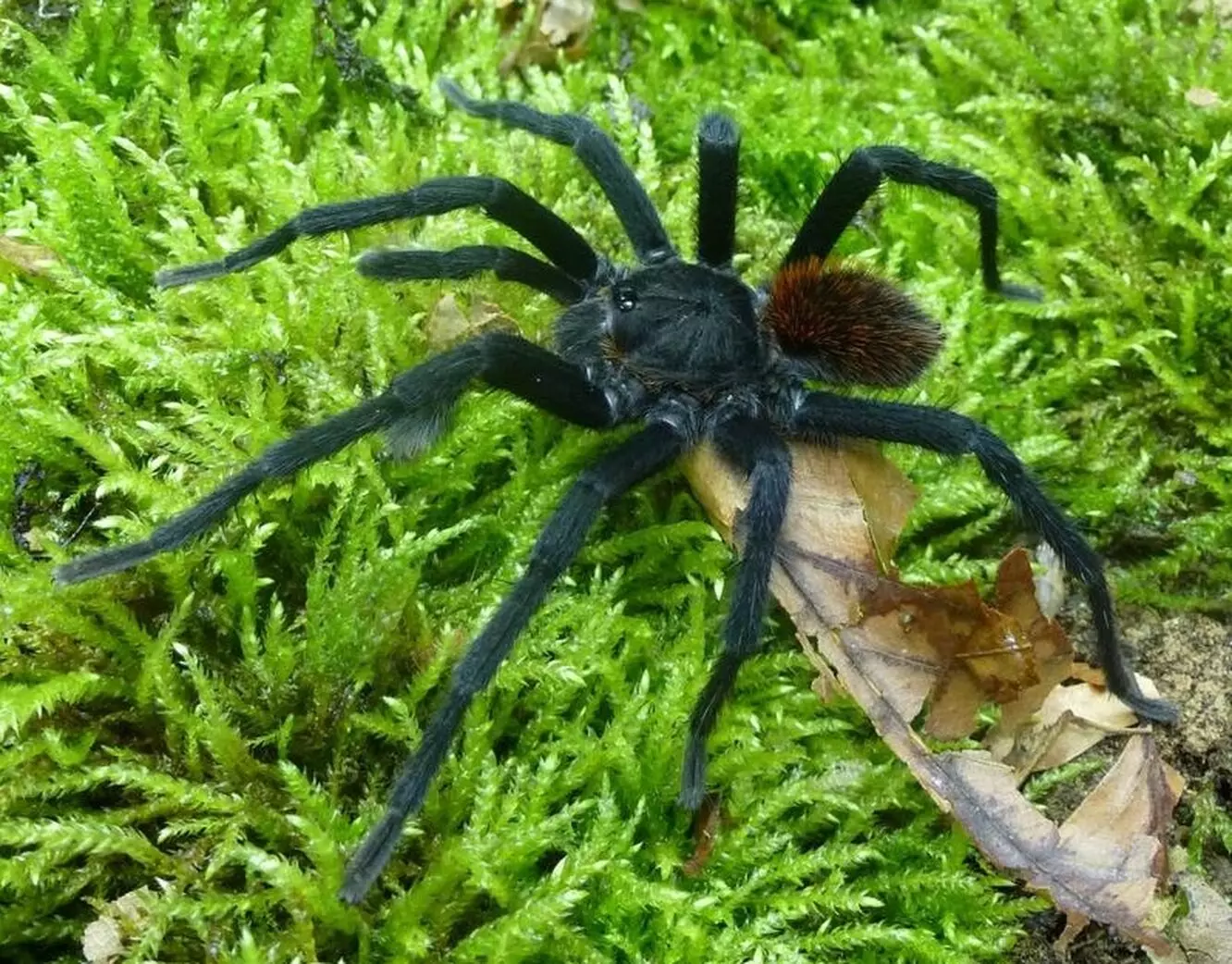 Fuarthas tarantula uafásach, clúdaithe le ribí aisteach "troid", i sléibhte na Colóime. D'ainmnigh na heolaithe é Kankuamo marquezi, tar éis an scríbhneoir cáiliúil Gabriel García Márquez.