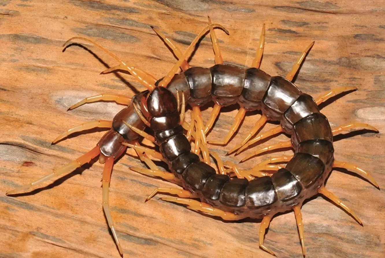 Ba shnámhaí maith é an céadchosach ollmhór nimhe, le cosa gan áireamh agus mandibles géara. D'éirigh le heolaithe an chéad taifead a dhéanamh ar an gcaoi a ngearrann an ollphéist seo go tapa tríd an gcolún uisce i taiscumair Laos.