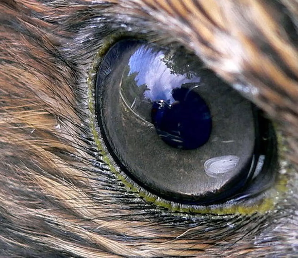 पक्षी हमसे कहीं अधिक रंग देखते हैं। लोगों की दृष्टि अच्छी होती है, लेकिन पक्षियों की दृष्टि बहुत बेहतर होती है, और सबसे महत्वपूर्ण बात यह है कि यह अधिक विविध है। कई पक्षी अपने रेटिना पर अतिरिक्त शंकु के कारण हमसे अधिक रंग देख सकते हैं जो पराबैंगनी प्रकाश के प्रति संवेदनशील होते हैं। यह 1970 के दशक में कबूतरों की रंगों में अंतर करने की क्षमता का अध्ययन करते हुए दुर्घटना से खोजा गया था। पक्षी इस क्षमता का उपयोग एक उपयुक्त साथी खोजने के लिए करते हैं।