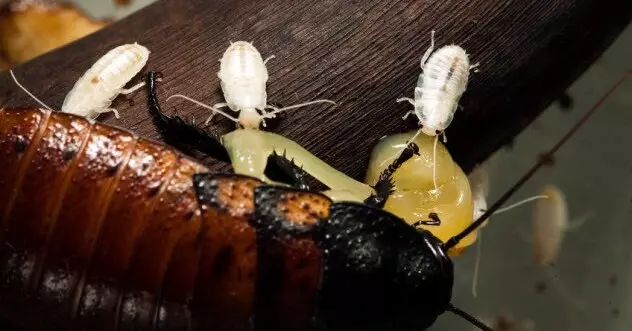 10 insekte wat ander spesies naboots