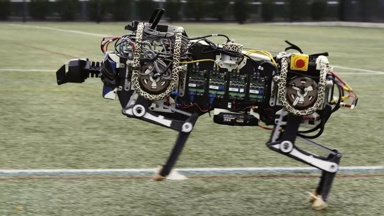 Cheetah është kafsha më e shpejtë tokësore në Tokë. Boston Dynamics mori vëmendjen dhe krijoi një version robotik të një mace grabitqare që u bë roboti më i shpejtë me katër këmbë në botë. Një zhvillim i sponsorizuar nga Programi i Lëvizshmërisë dhe Kontrollit Maksimal të DARPA-s, roboti Cheetah mund të jetë i pari ndër robotët e shpejtë dhe të shkathët të përdorur në aplikimet ushtarake dhe civile.