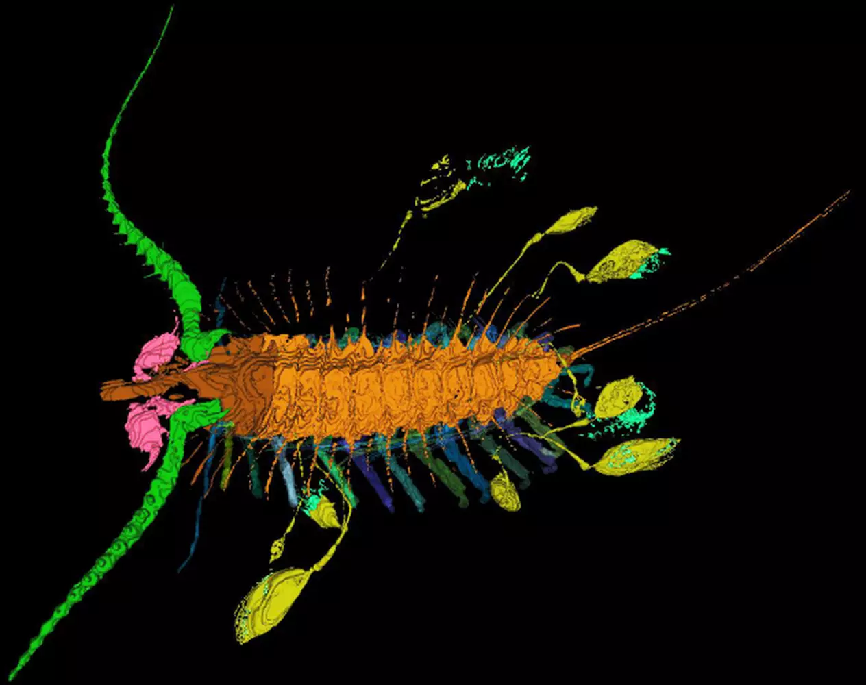 Aquilonifer Spinosus, "vlieër". Die vreemde vorm van hierdie 400 miljoen jaar oue wese het wetenskaplikes eers laat glo dat dit 'n parasitiese lewenstyl gelei het, maar toe is hierdie teorie verwerp. Dit het geblyk dat die jong individue van hierdie geleedpotiges aan hul ouers vasgeklou het en hulle soos vlieërs gevolg het, net in die water. Heeltemal unieke gedrag vir wesens van enige era.