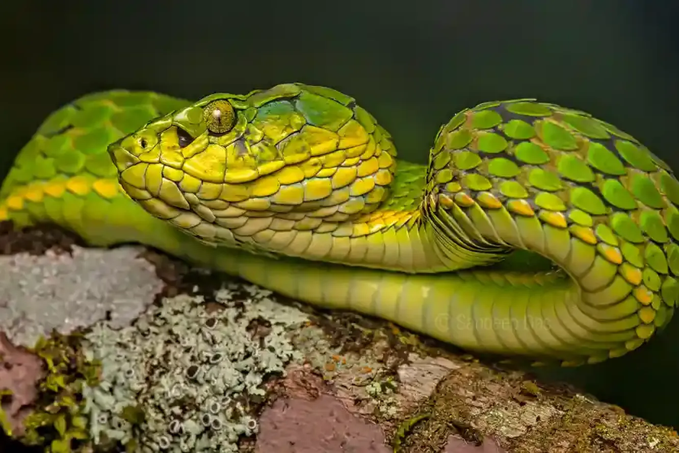 Hvorfor er slanger så lange?