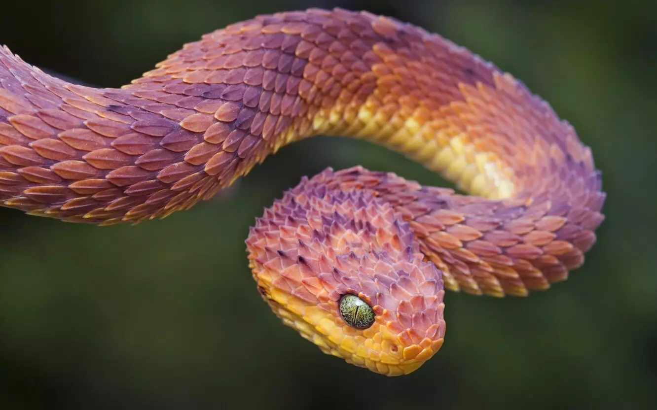 سانپ اتنے لمبے کیوں ہوتے ہیں؟ 27818_3