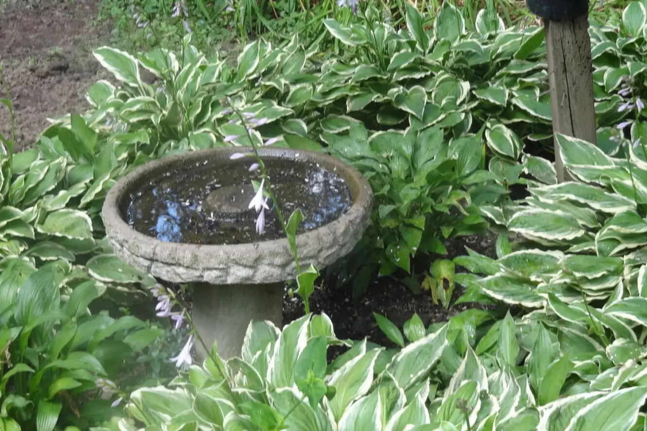 Ook als vogels kijken niet je hobby is, kan een vogelbad of vogelbad in je tuin een leuke decoratie zijn. Zodat het tegelijkertijd geen toevluchtsoord voor muggen wordt, moet u het water regelmatig verversen en het oppervlak met een borstel reinigen.