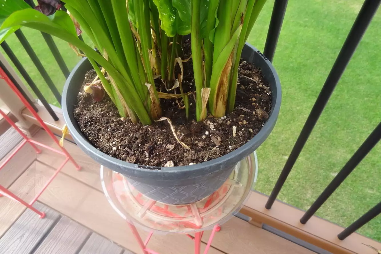 Grote plantenbakken die buiten het huis staan en regelmatig worden gevuld met regen, kunnen ook een uitvalsbasis worden voor muggen. Als u het water er minimaal één keer per week uit laat lopen, kunt u dit eenvoudig voorkomen.