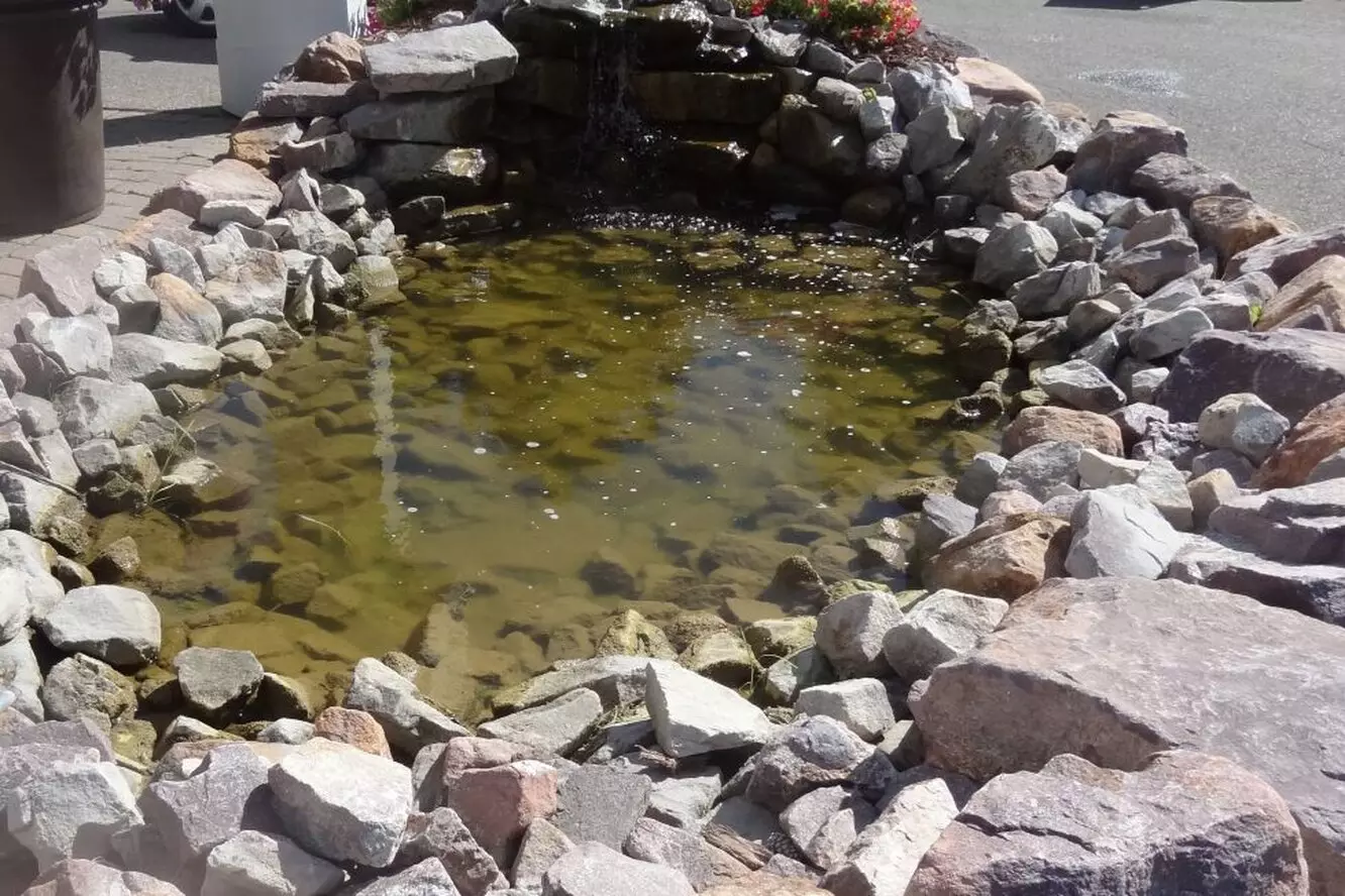 Watertuinen kunnen een prachtige aanvulling zijn op uw tuin, maar muggen kunnen natuurlijk niet voorbij zo'n verleidelijke plas stilstaand water vliegen. Een oplossing voor het probleem is om zich te vestigen in waterlichamen van goudvissen of guppy's die zich voeden met muggenlarven. Er zijn ook muggenwerende middelen die oplossen in water, maar andere levende wezens niet schaden.