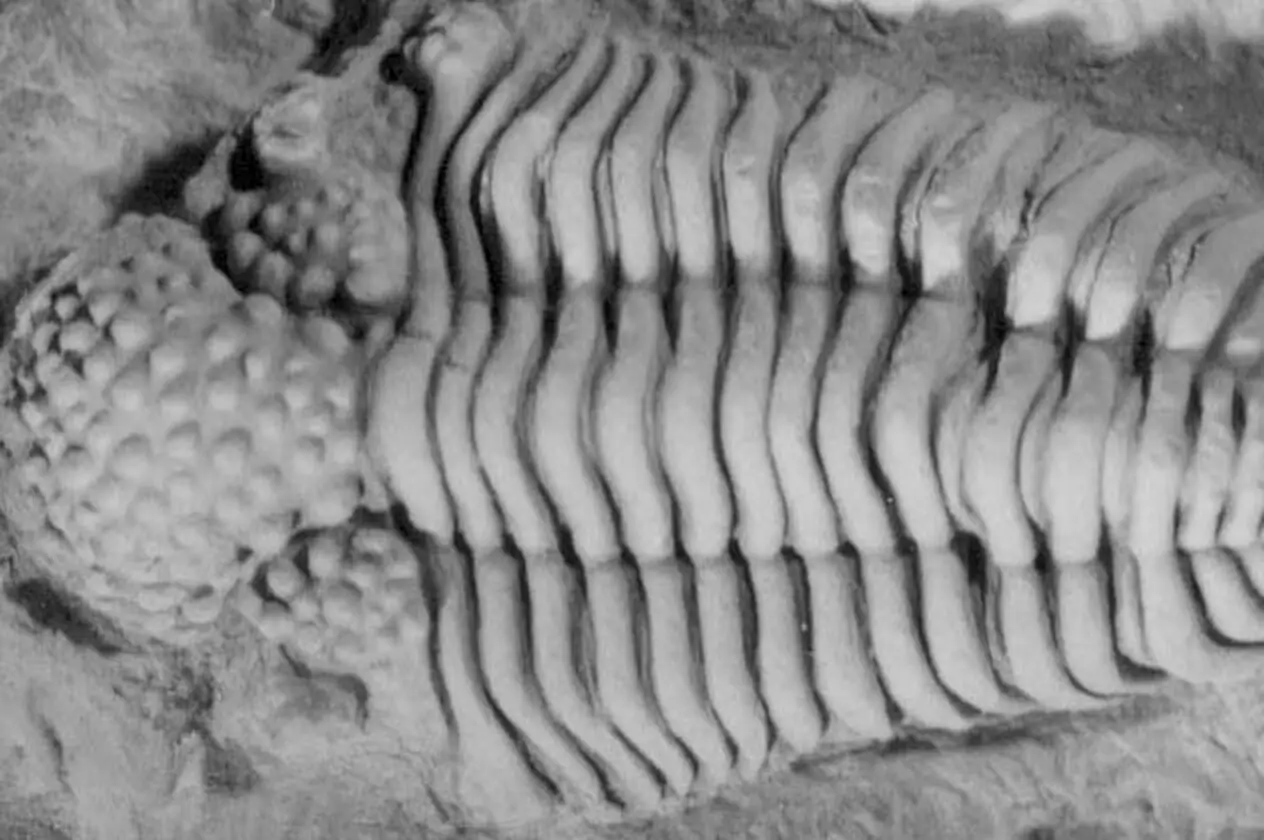 Trilobiten sehen ziemlich niedlich aus, aber der Eindruck täuscht – einst waren sie gewaltige Raubtiere. Die ersten Trilobiten entstanden im frühen Kambrium vor etwa 521 Millionen Jahren und breiteten sich dann über den ganzen Planeten aus. Aus diesem Grund finden Wissenschaftler manchmal Trilobiten-Fossilien in perfektem Zustand, sogar mit intakten Antennen und Flossen.