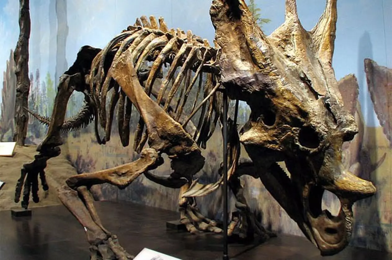 Hadhaaga canugga Chasmosaurus, qaraabo dhowna la ah Triceratops, ayaa laga helay gobolka Kanada ee Alberta 2015kii. Chasmosaurus wuxuu dhintay qiyaastii 75 milyan oo sano ka hor, jidhkiisuna wuxuu ka badbaaday mucjiso kaliya - sida caadiga ah qalfoofka noocan oo kale ah waxaa qaada ugaarsadayaasha.