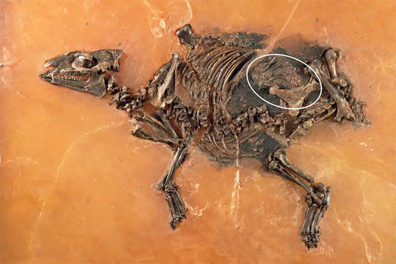 Die Überreste eines entfernten Vorfahren des modernen Pferdes, Eurohippus messelensis, wurden im Jahr 2000 im Steinbruch Messel in Deutschland gefunden. Das Pferd starb vor 48 Millionen Jahren in den späten Stadien der Trächtigkeit und ließ den Fötus perfekt erhalten. Seine Plazenta, innere Organe und sogar sein Mageninhalt waren praktisch nicht betroffen. Ein erwachsenes Tier hatte die Größe eines modernen Fuchses.